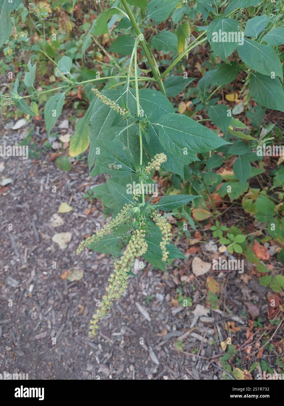 giant ragweed (Ambrosia trifida Stock Photo - Alamy