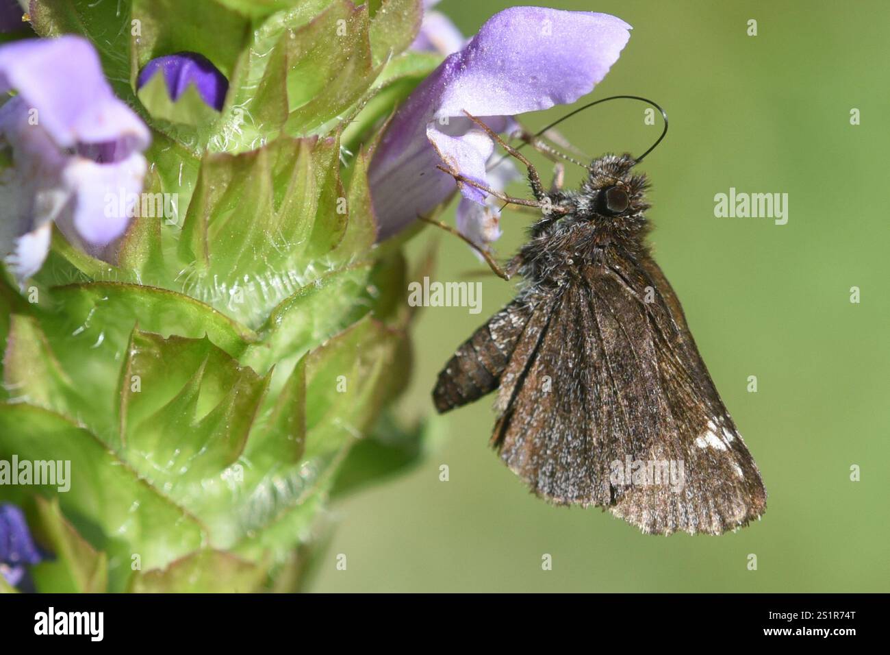 Common Roadside-Skipper (Amblyscirtes vialis Stock Photo - Alamy
