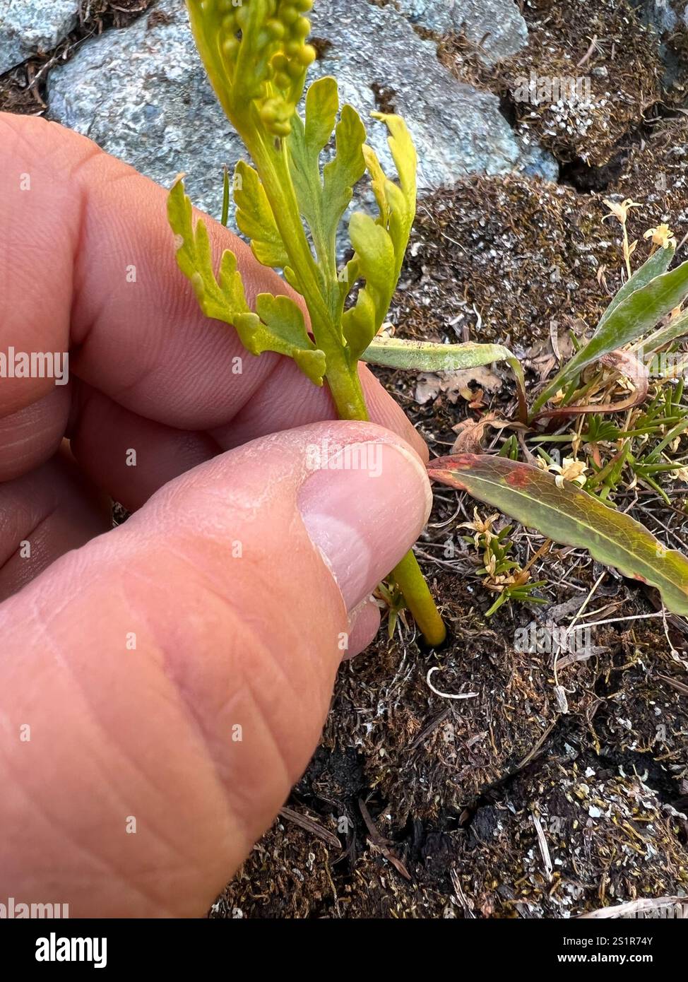 lanceleaf moonwort (Botrychium lanceolatum Stock Photo - Alamy