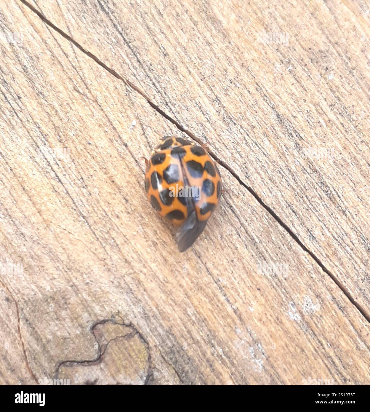 Large Spotted Ladybird (Harmonia conformis Stock Photo - Alamy