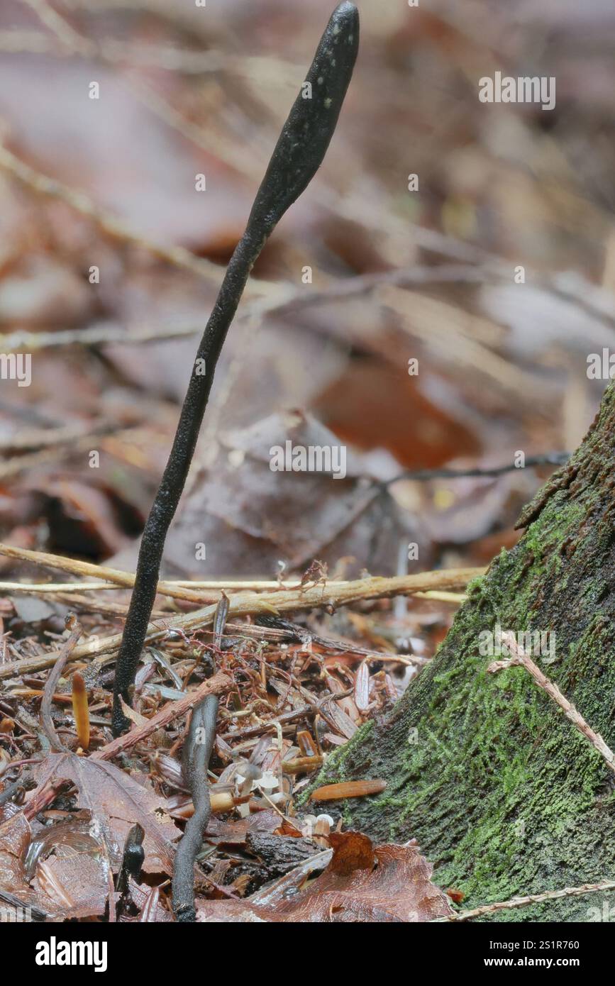 Earth Tongues (Geoglossum Stock Photo - Alamy