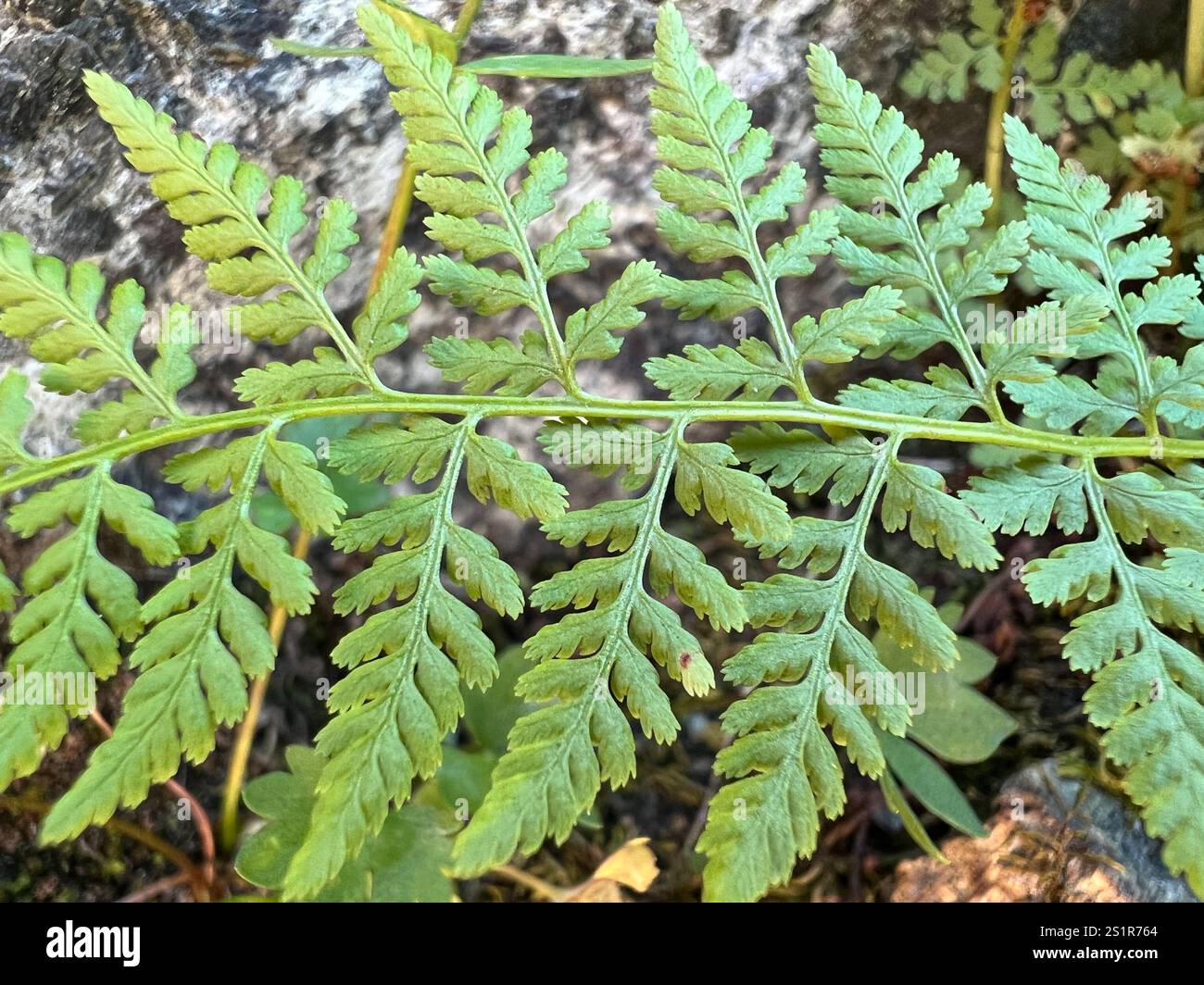 brittle bladderfern (Cystopteris fragilis Stock Photo - Alamy