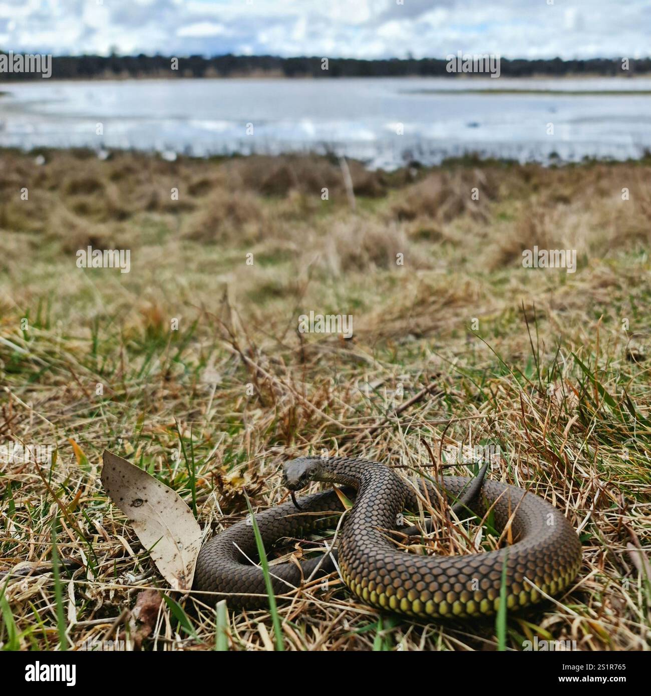 Highlands Copperhead (Austrelaps ramsayi Stock Photo - Alamy