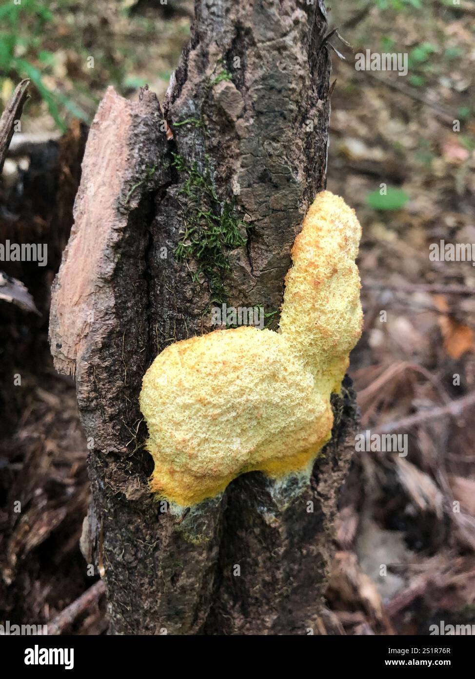 Dog Vomit Slime Mold (Fuligo septica Stock Photo - Alamy