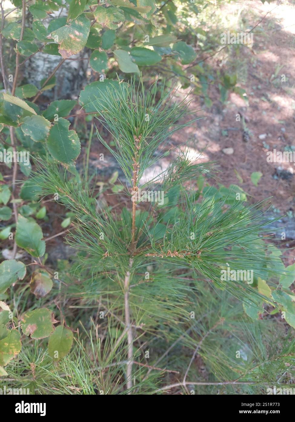 eastern white pine (Pinus strobus Stock Photo - Alamy