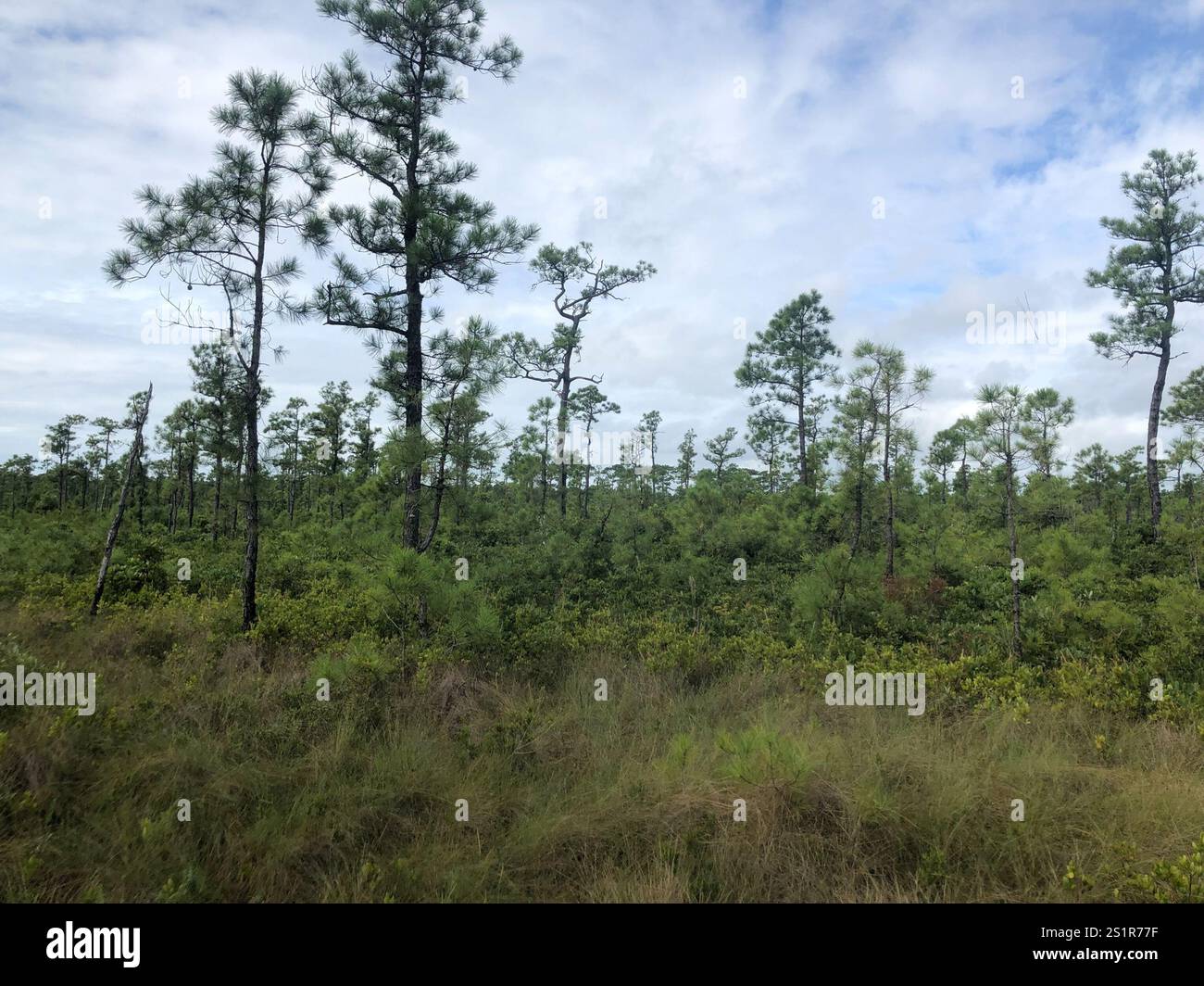 pond pine (Pinus serotina Stock Photo - Alamy