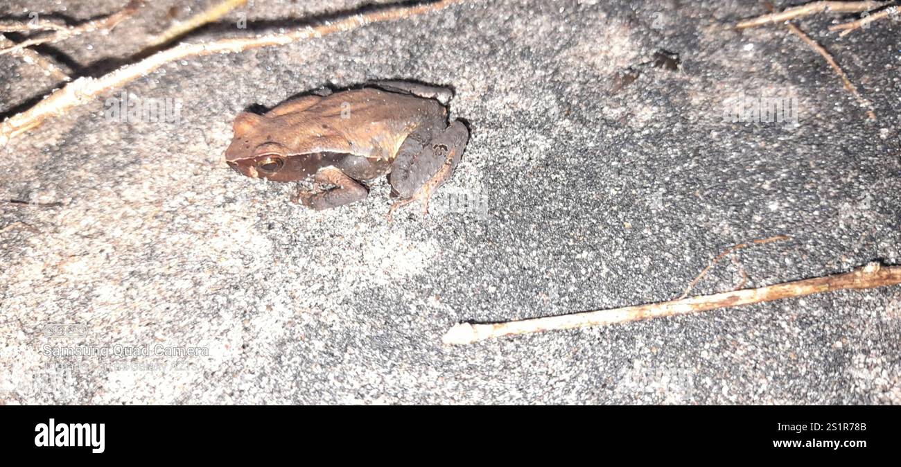 Leaf Litter Toad (Rhaebo haematiticus Stock Photo - Alamy