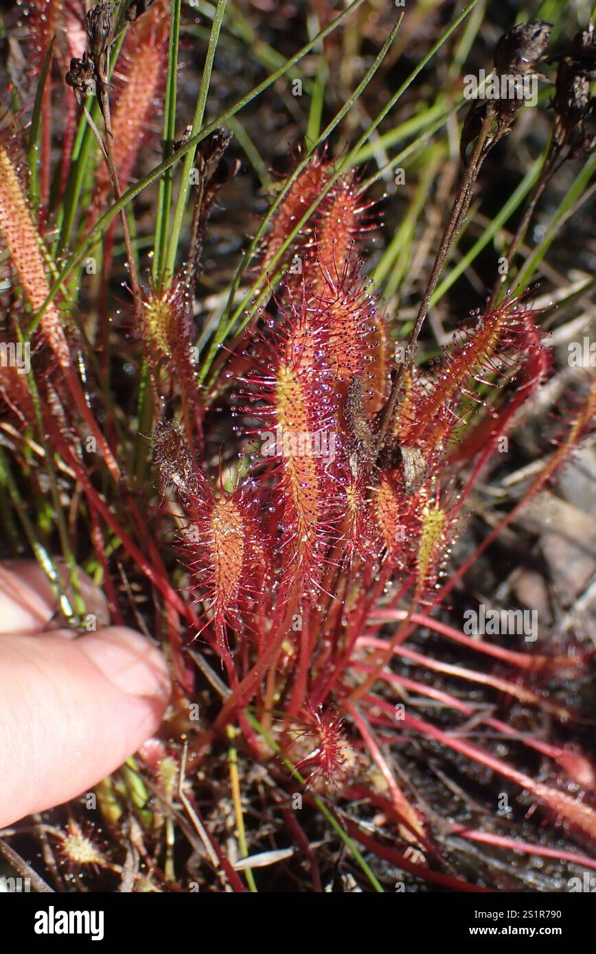 Great Sundew (Drosera anglica Stock Photo - Alamy