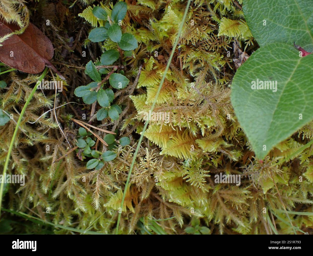 Ostrich-plume Moss (Ptilium crista-castrensis Stock Photo - Alamy