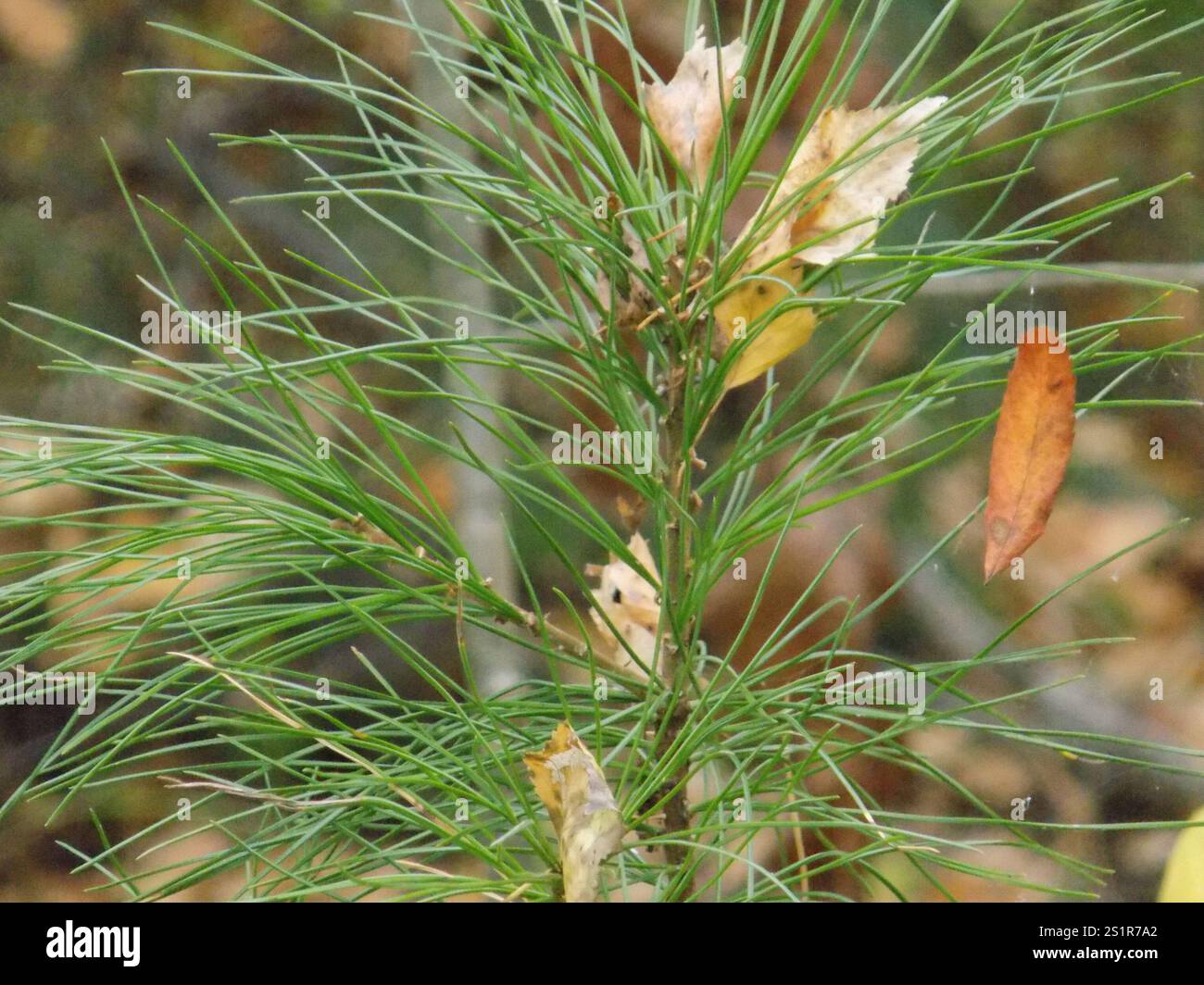 Siberian pine (Pinus sibirica Stock Photo - Alamy