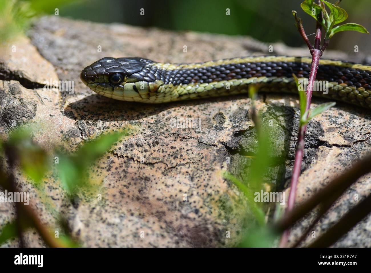 Common Garter Snake (Thamnophis sirtalis Stock Photo - Alamy