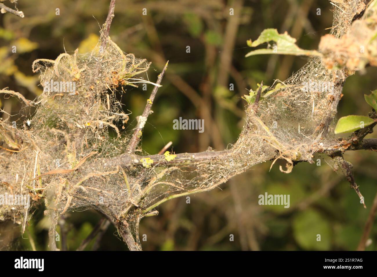Small Ermine Moths (Yponomeuta Stock Photo - Alamy