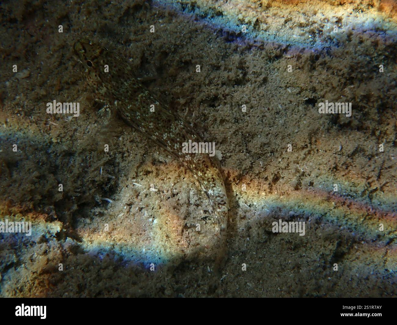 Incognito Goby (Gobius incognitus Stock Photo - Alamy