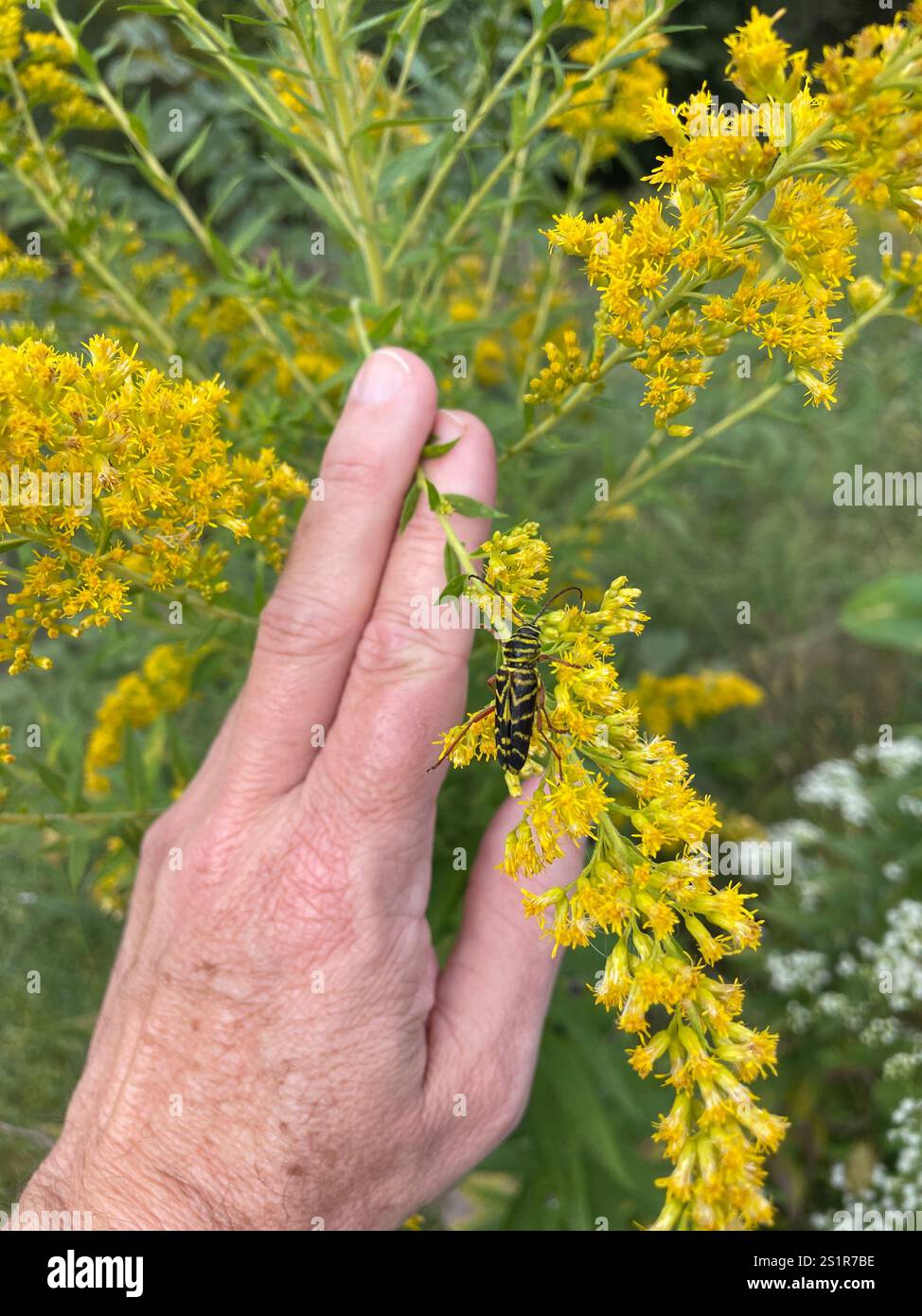Locust Borer (Megacyllene robiniae Stock Photo - Alamy