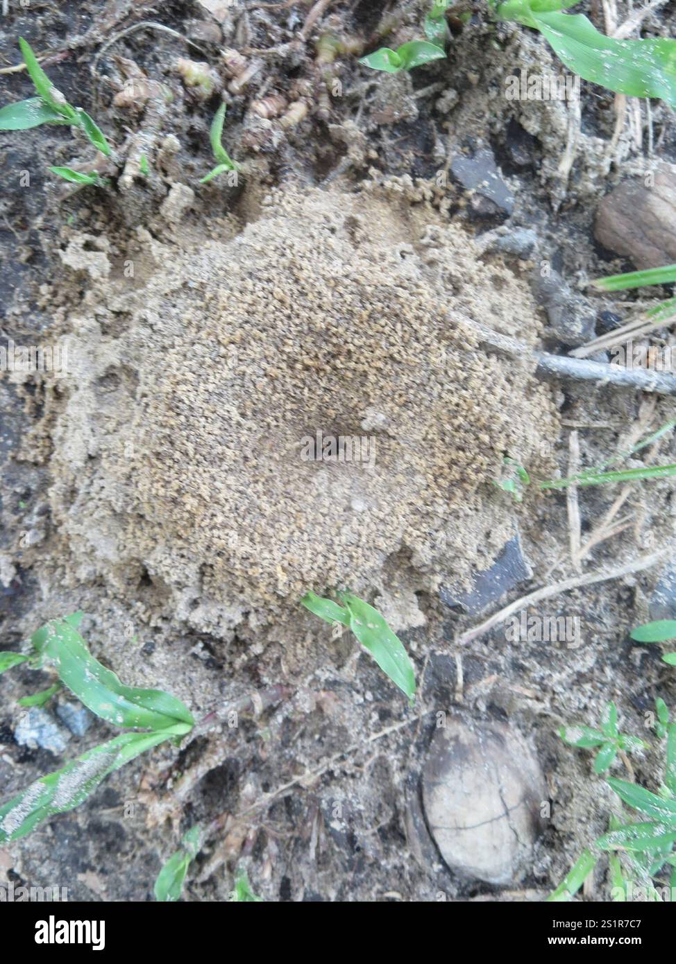 Buren's Pyramid Ant (Dorymyrmex bureni Stock Photo - Alamy