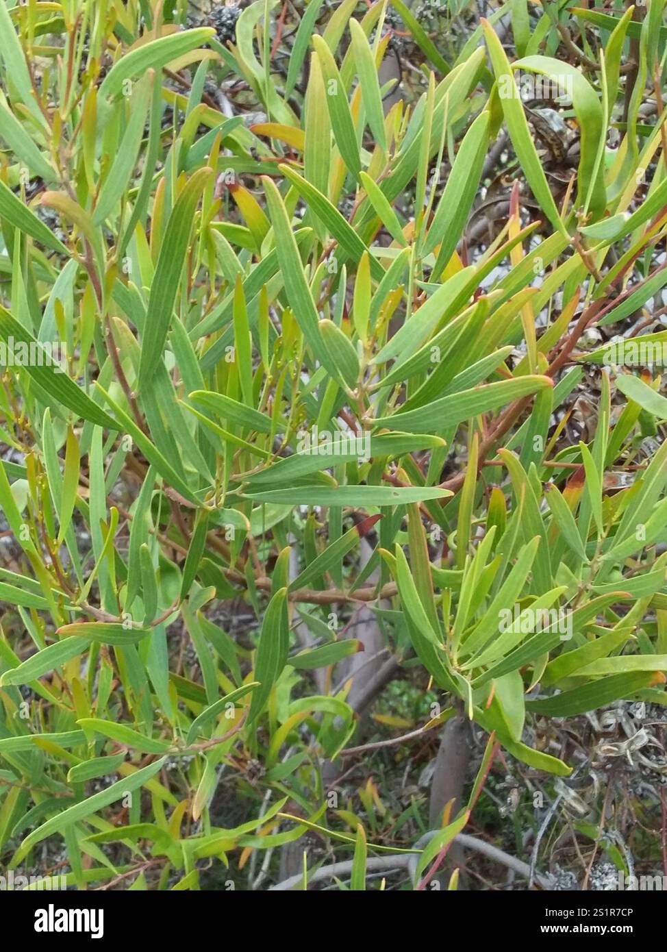 western coastal wattle (Acacia cyclops Stock Photo - Alamy