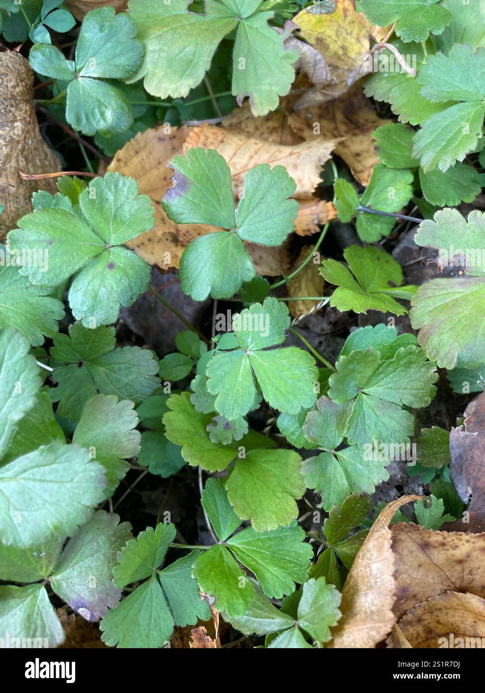 Appalachian barren-strawberry (Waldsteinia fragarioides Stock Photo - Alamy