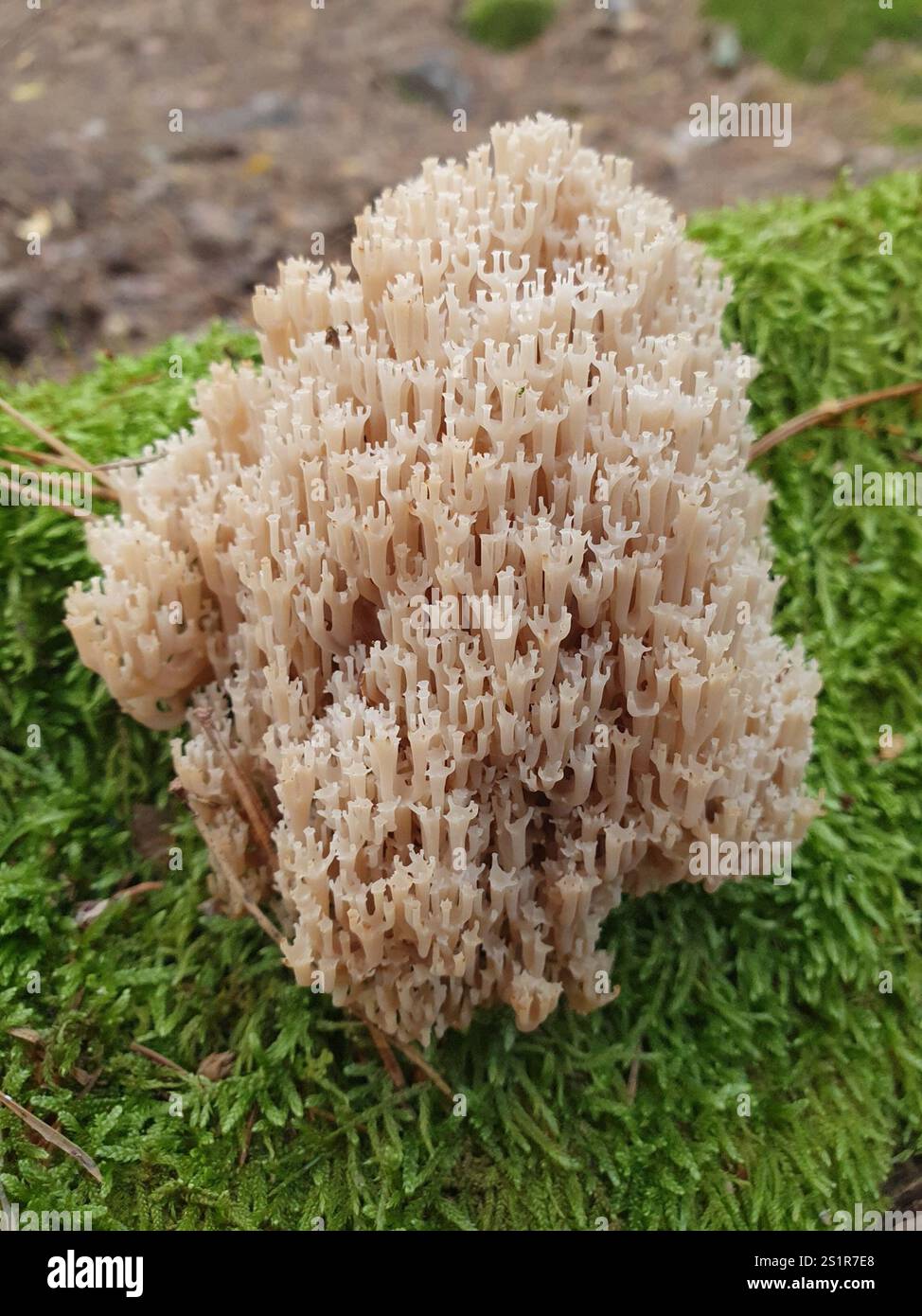 crown-tipped coral fungus (Artomyces pyxidatus Stock Photo - Alamy
