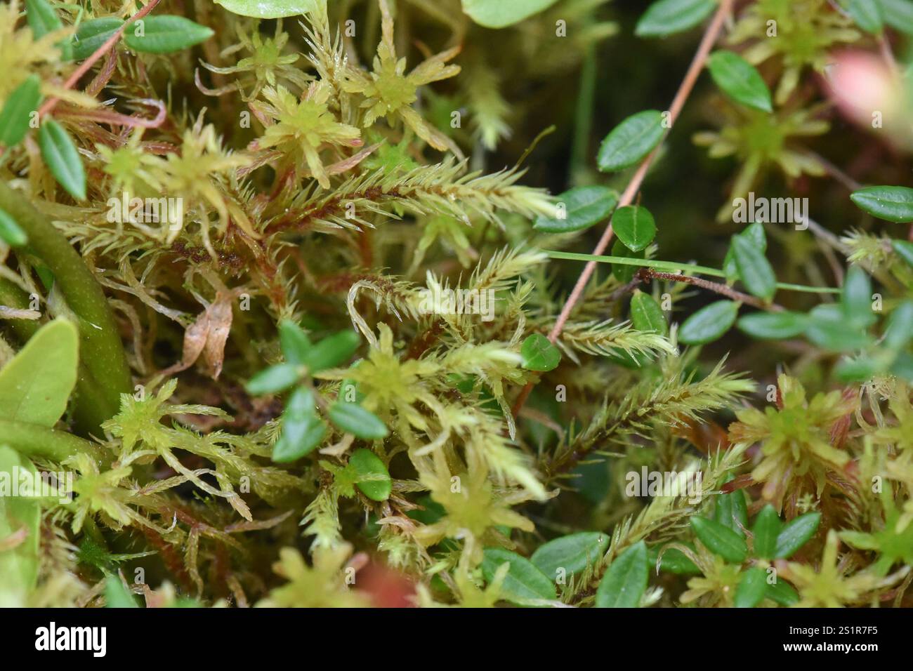 ribbed bog moss (Aulacomnium palustre Stock Photo - Alamy