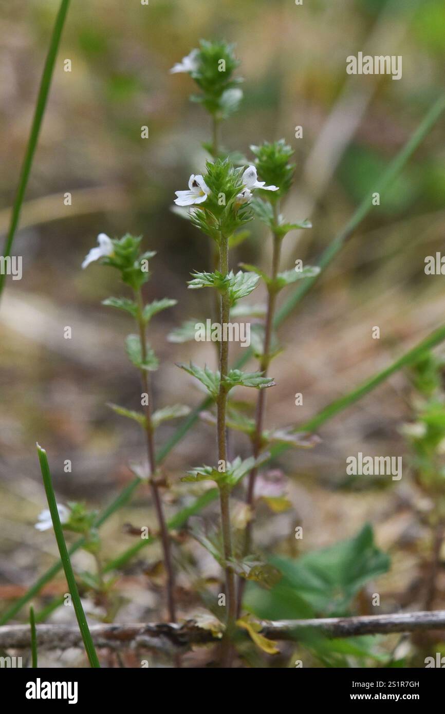 Common Eyebright (Euphrasia nemorosa Stock Photo - Alamy
