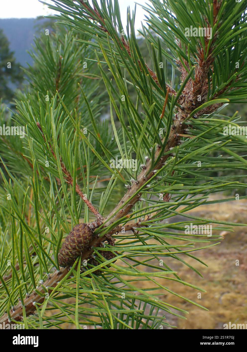 Shore Pine (Pinus contorta contorta Stock Photo - Alamy