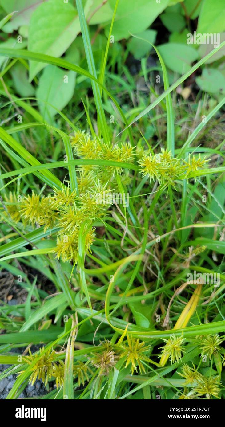 straw-colored flatsedge (Cyperus strigosus Stock Photo - Alamy