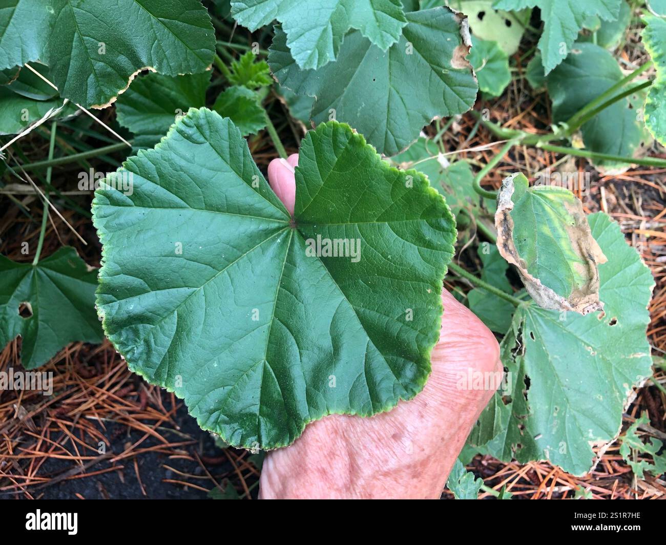 Cretan mallow (Malva multiflora Stock Photo - Alamy