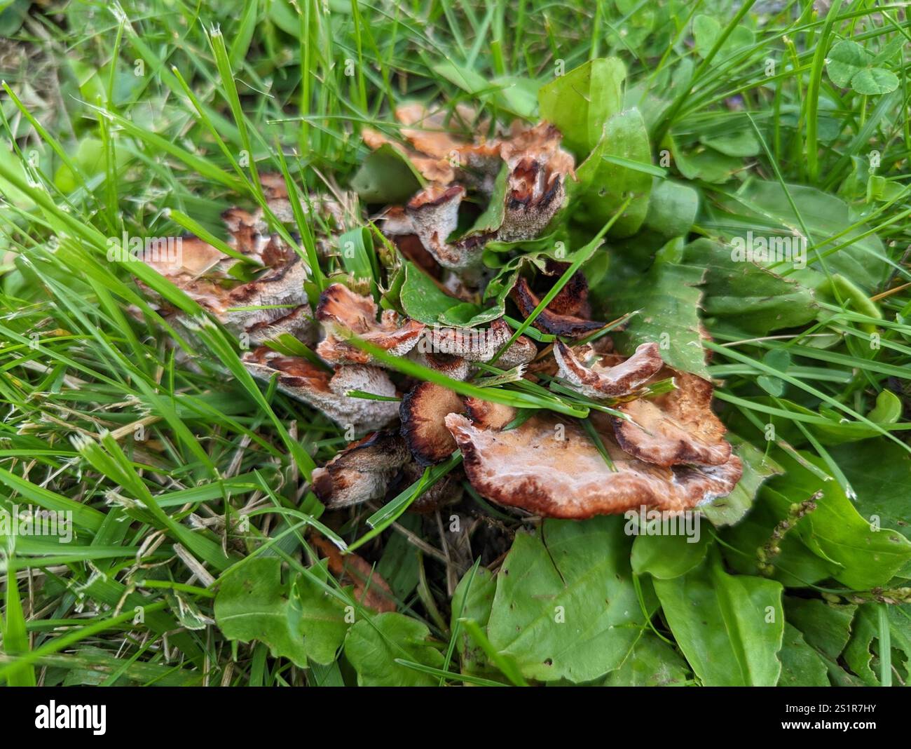 Blushing Rosette (Abortiporus biennis Stock Photo - Alamy