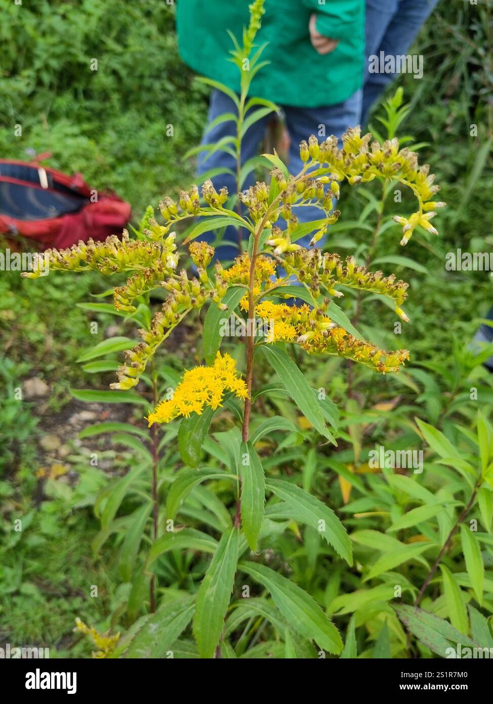 giant goldenrod (Solidago gigantea Stock Photo - Alamy