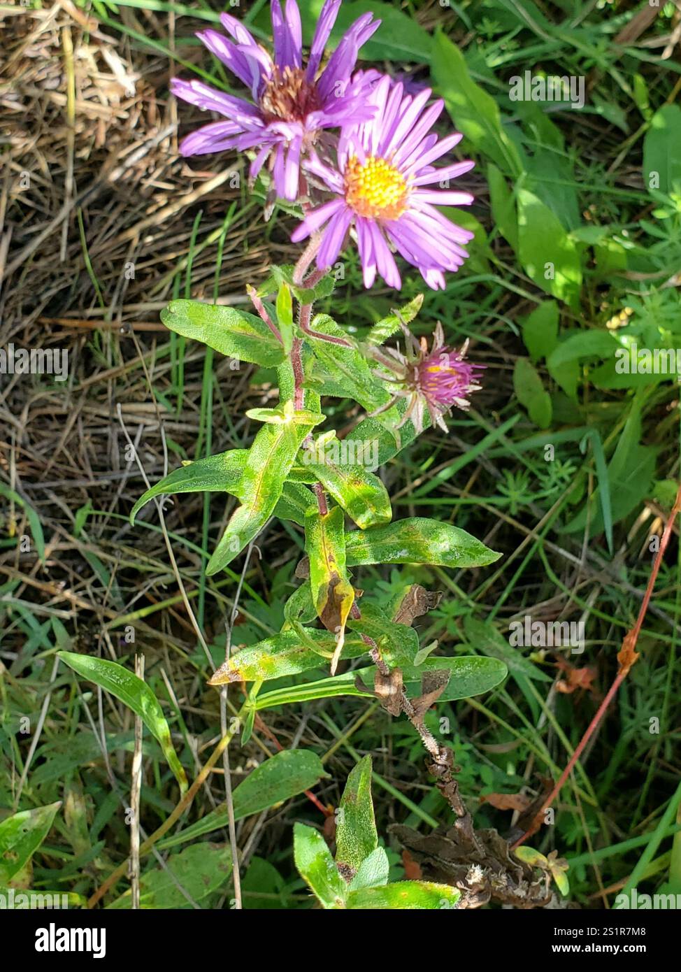 New England aster (Symphyotrichum novae-angliae Stock Photo - Alamy