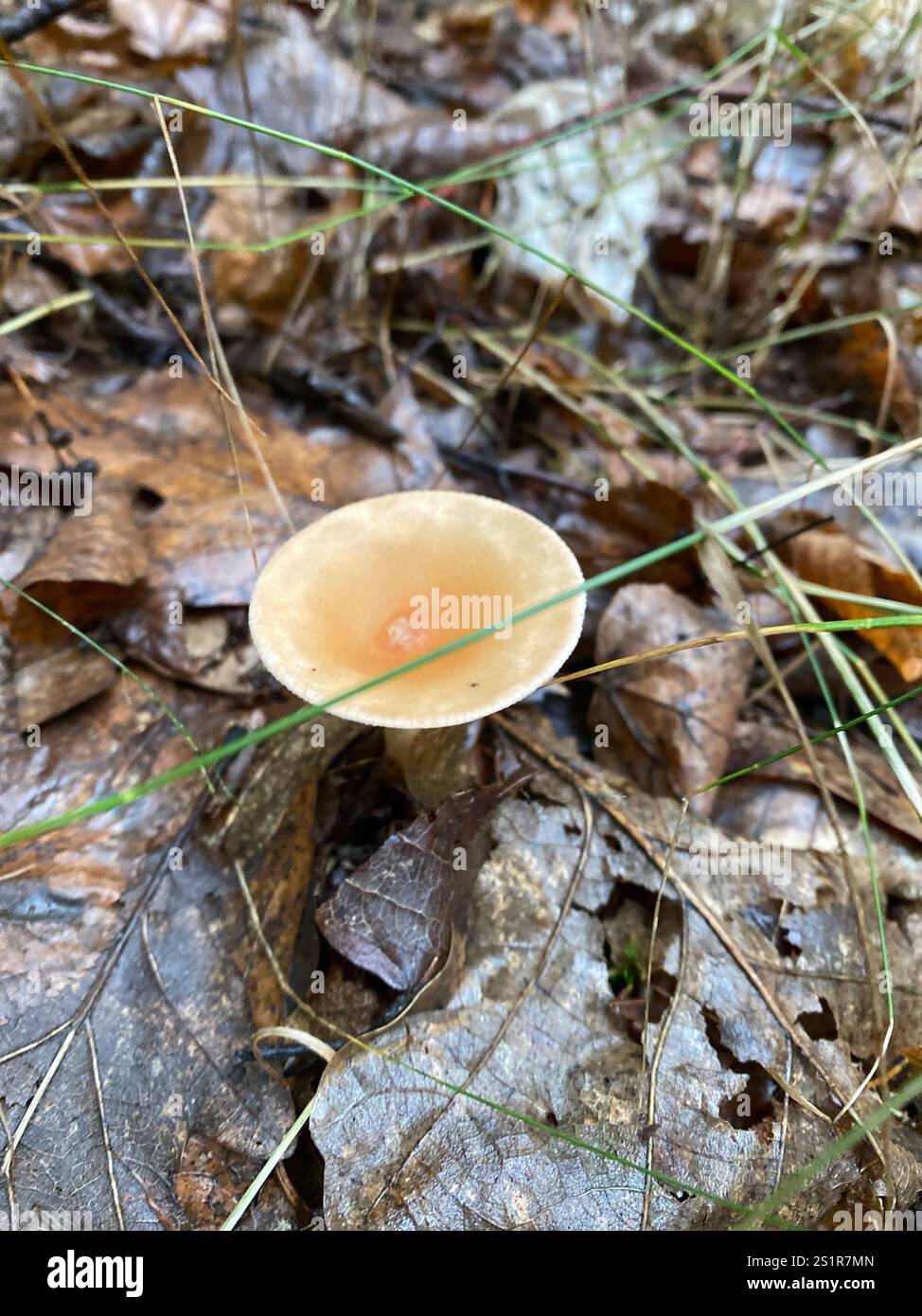 Common Funnel (Infundibulicybe gibba Stock Photo - Alamy