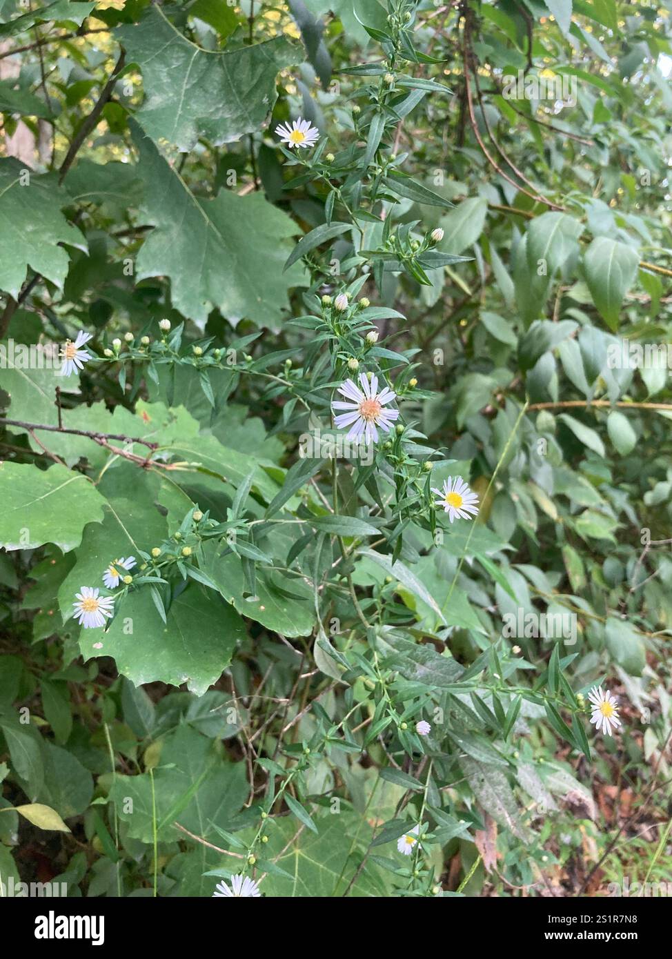 panicled aster (Symphyotrichum lanceolatum Stock Photo - Alamy