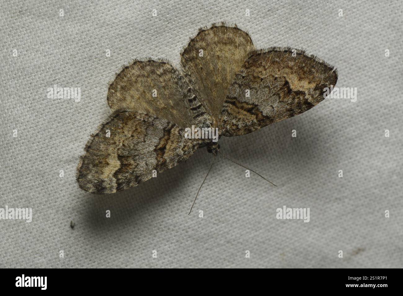 Carpet Moths (Larentiinae Stock Photo - Alamy