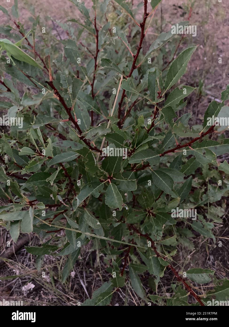 sand cherry (Prunus pumila Stock Photo - Alamy