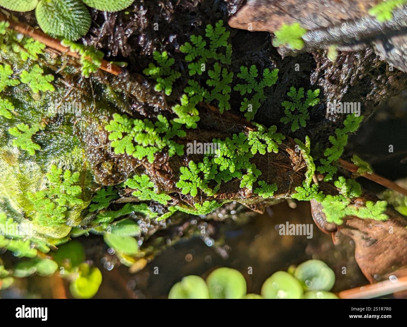 eastern mosquito fern (Azolla caroliniana Stock Photo - Alamy