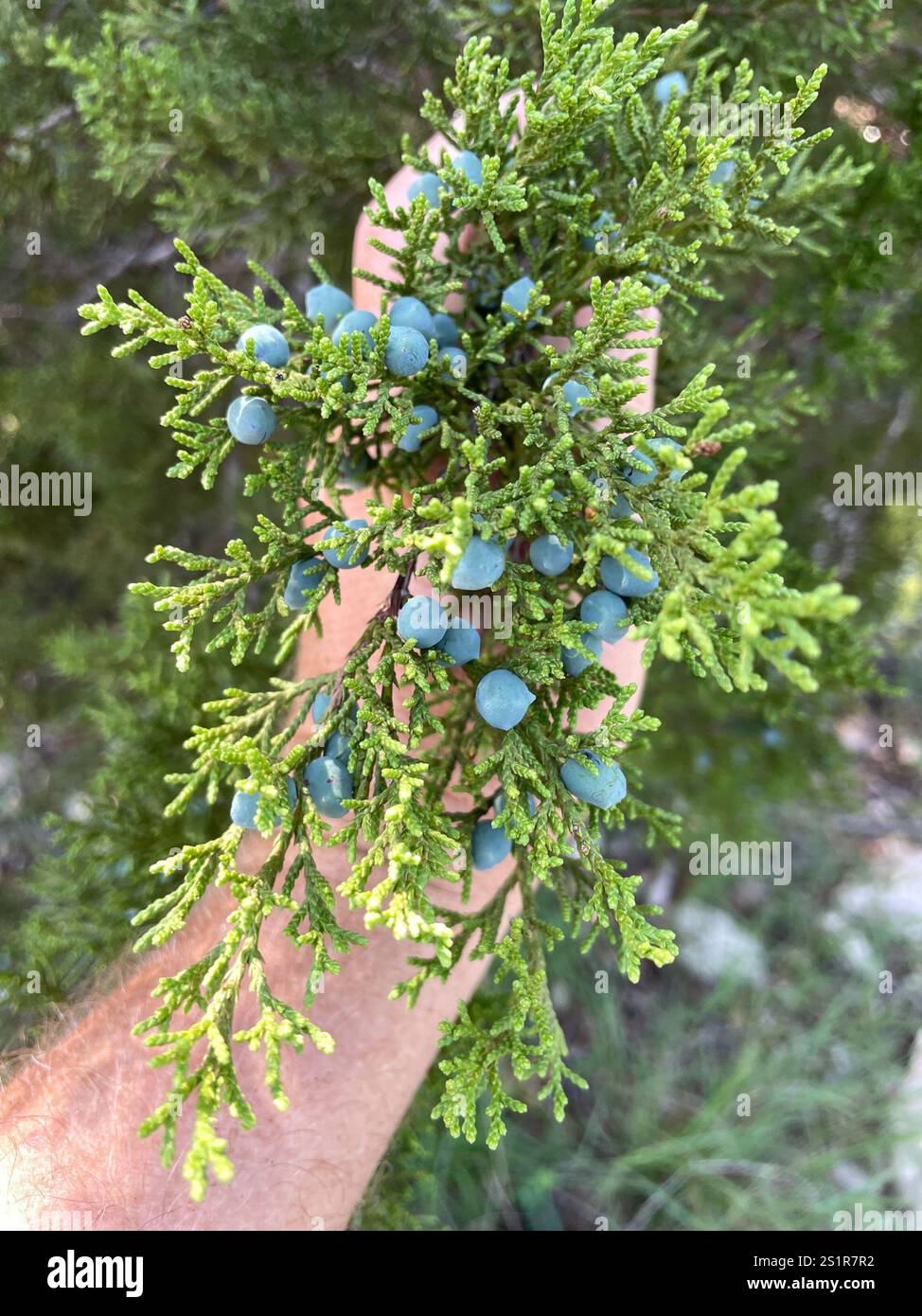 Ashe juniper (Juniperus ashei Stock Photo - Alamy