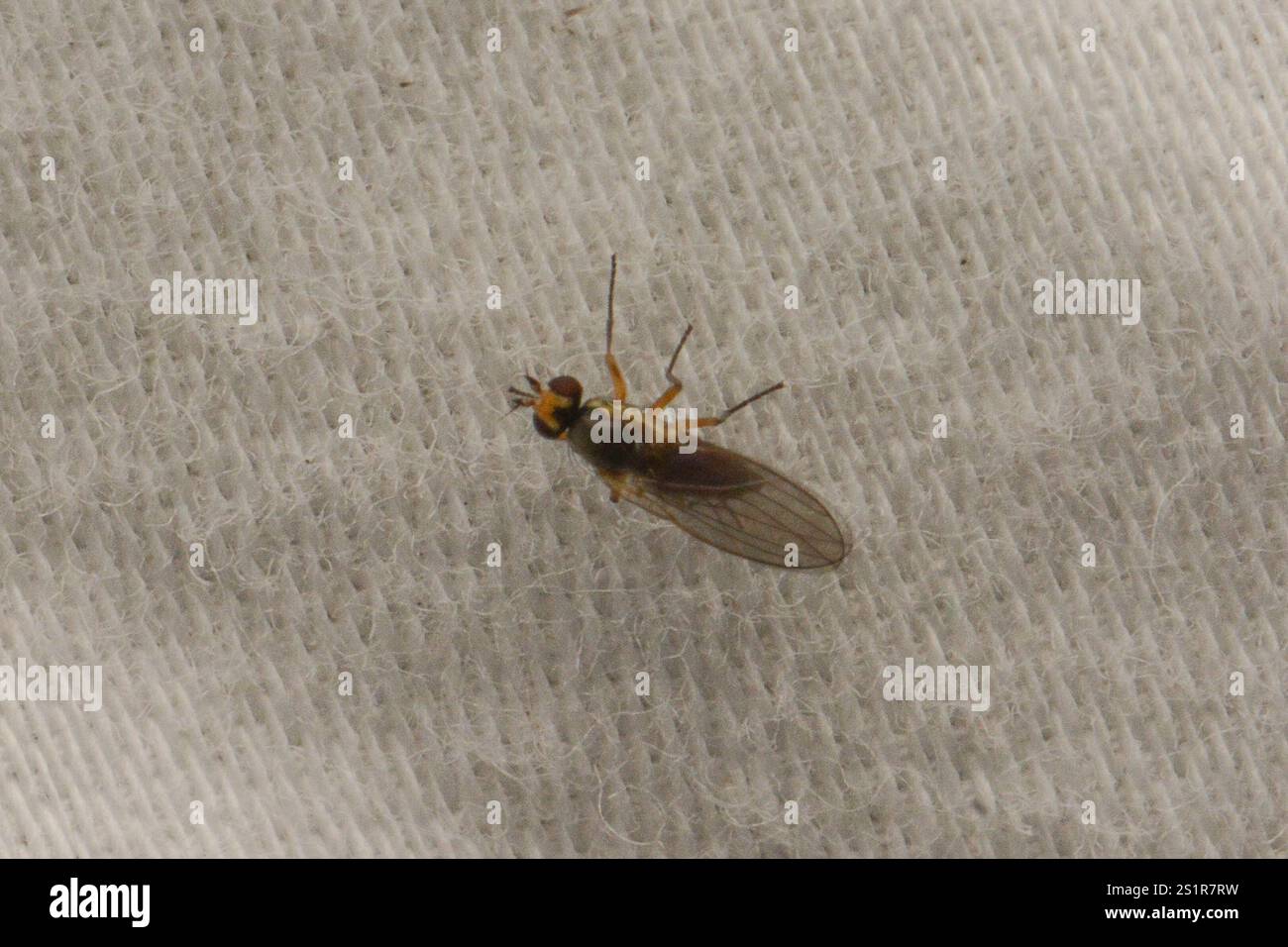 Leaf-miner Flies (Agromyzidae Stock Photo - Alamy