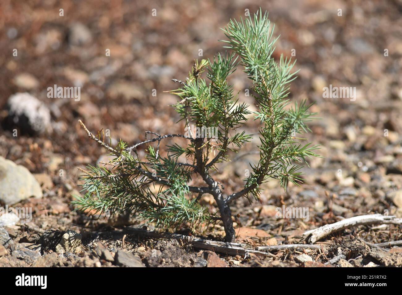 pine family (Pinaceae Stock Photo - Alamy