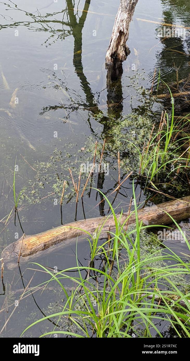 Ivy-leaved Duckweed (Lemna trisulca Stock Photo - Alamy
