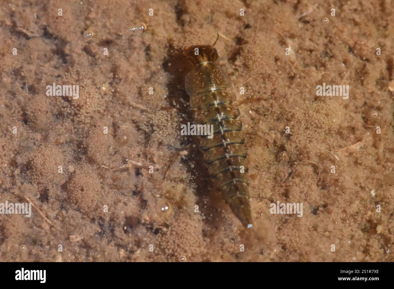 Predaceous Diving Beetles (Dytiscidae Stock Photo - Alamy