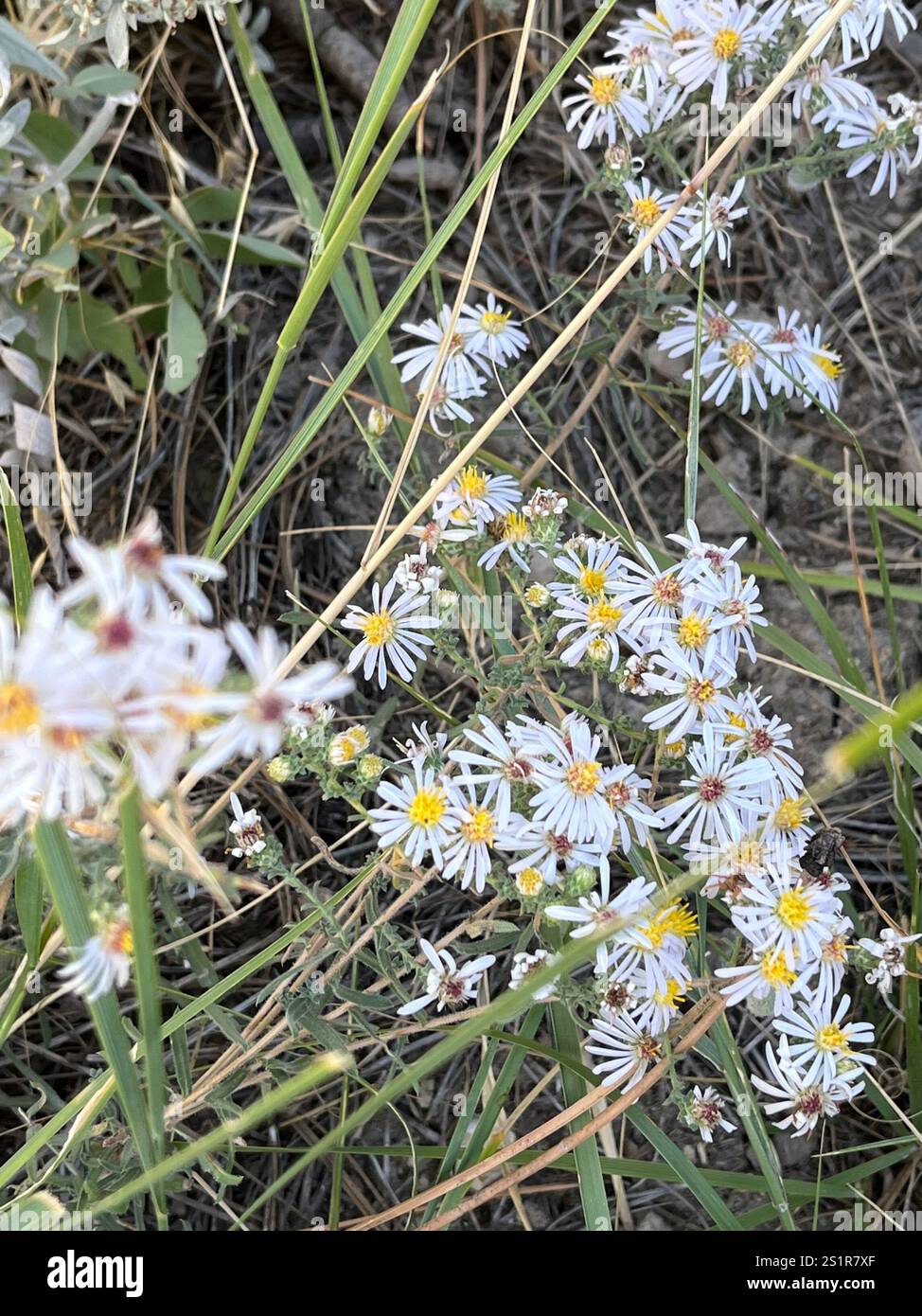 white heath aster (Symphyotrichum ericoides Stock Photo - Alamy