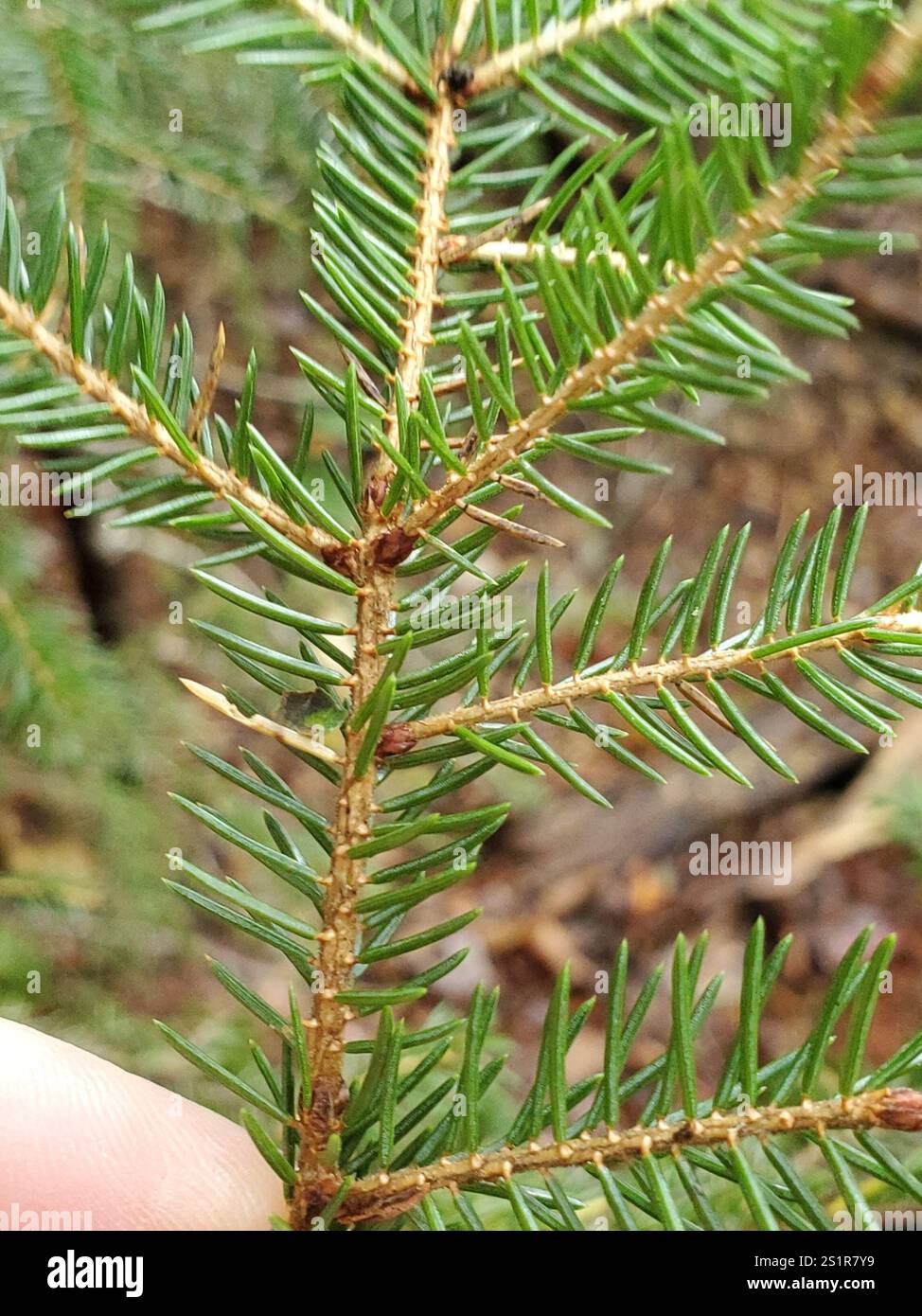 red spruce (Picea rubens Stock Photo - Alamy