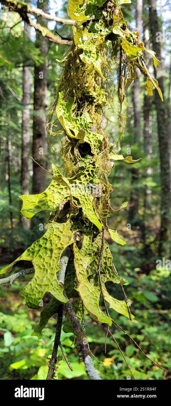 Tree Lungwort (Lobaria pulmonaria Stock Photo - Alamy