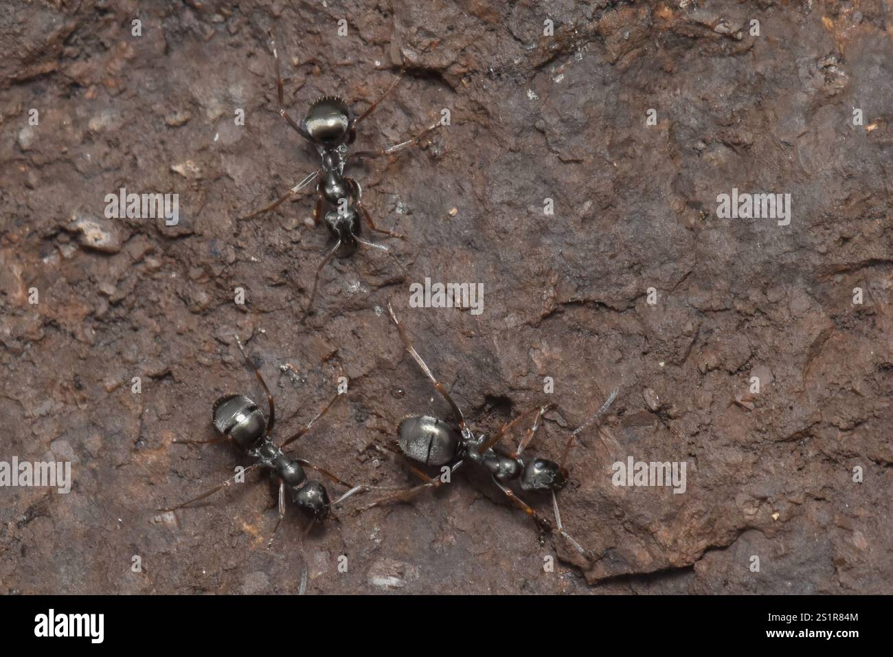 fusca-group Field Ants and Allies (Formica fusca Stock Photo - Alamy