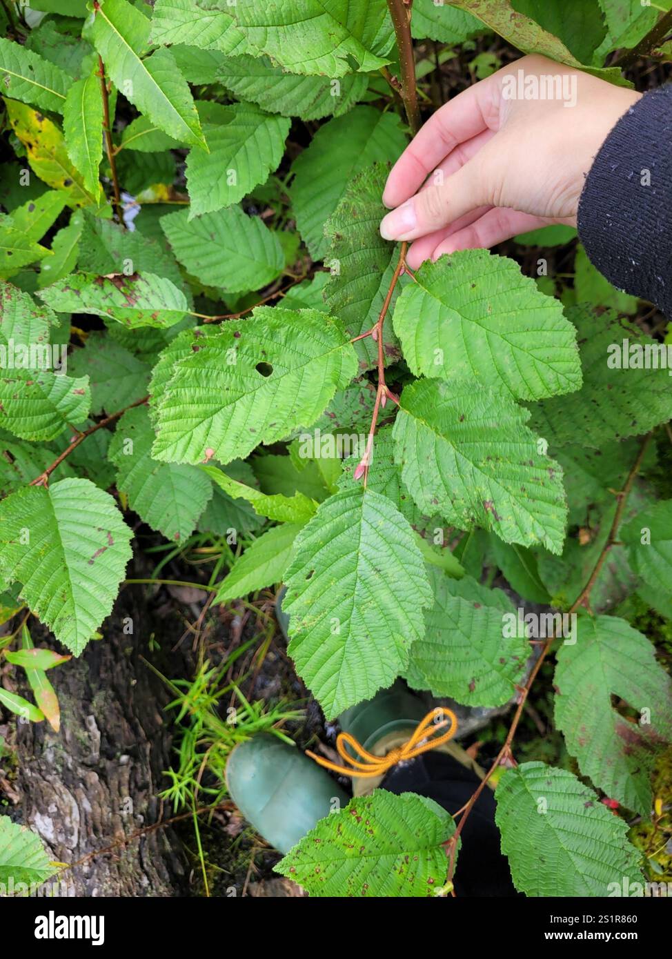 swamp alder (Alnus incana rugosa Stock Photo - Alamy