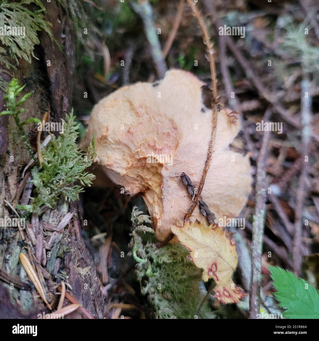 Woolly Pine Spike (Chroogomphus tomentosus Stock Photo - Alamy