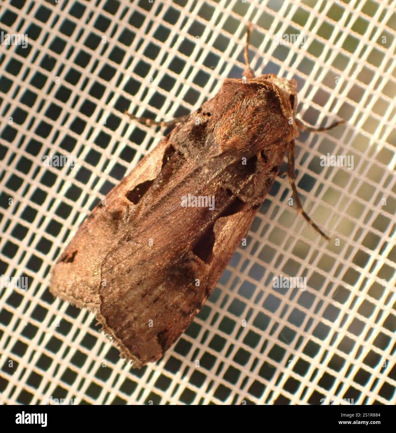 Setaceous Hebrew Character (Xestia c-nigrum Stock Photo - Alamy