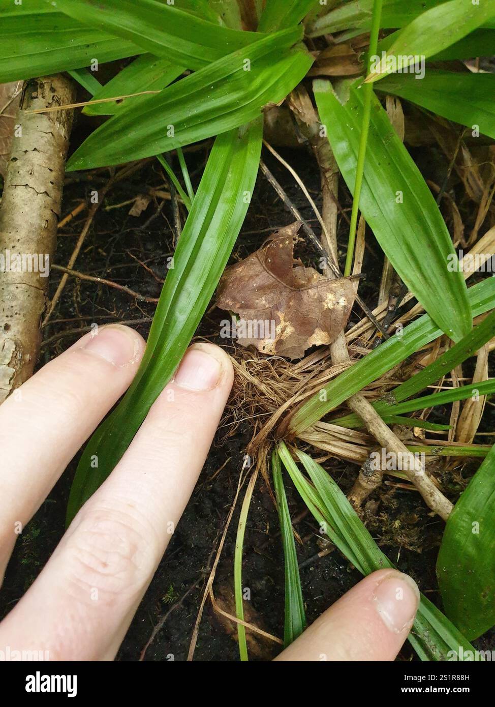 Carex sect. Paniceae (Paniceae Stock Photo - Alamy