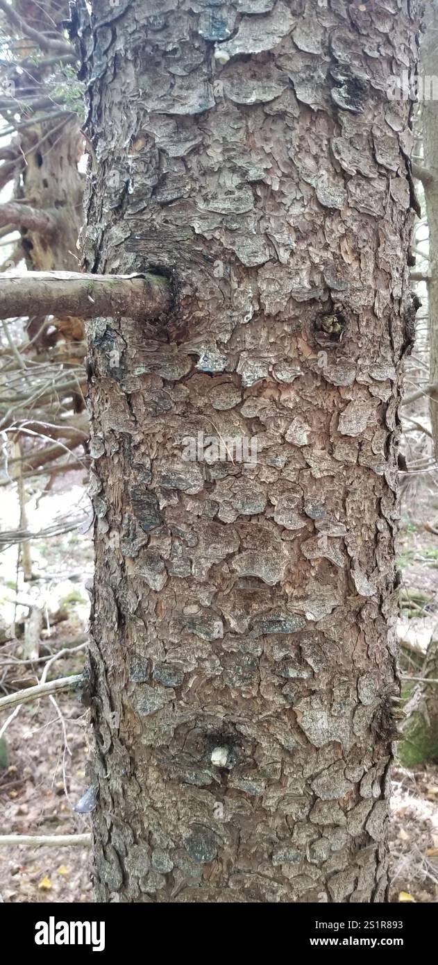 red spruce (Picea rubens Stock Photo - Alamy