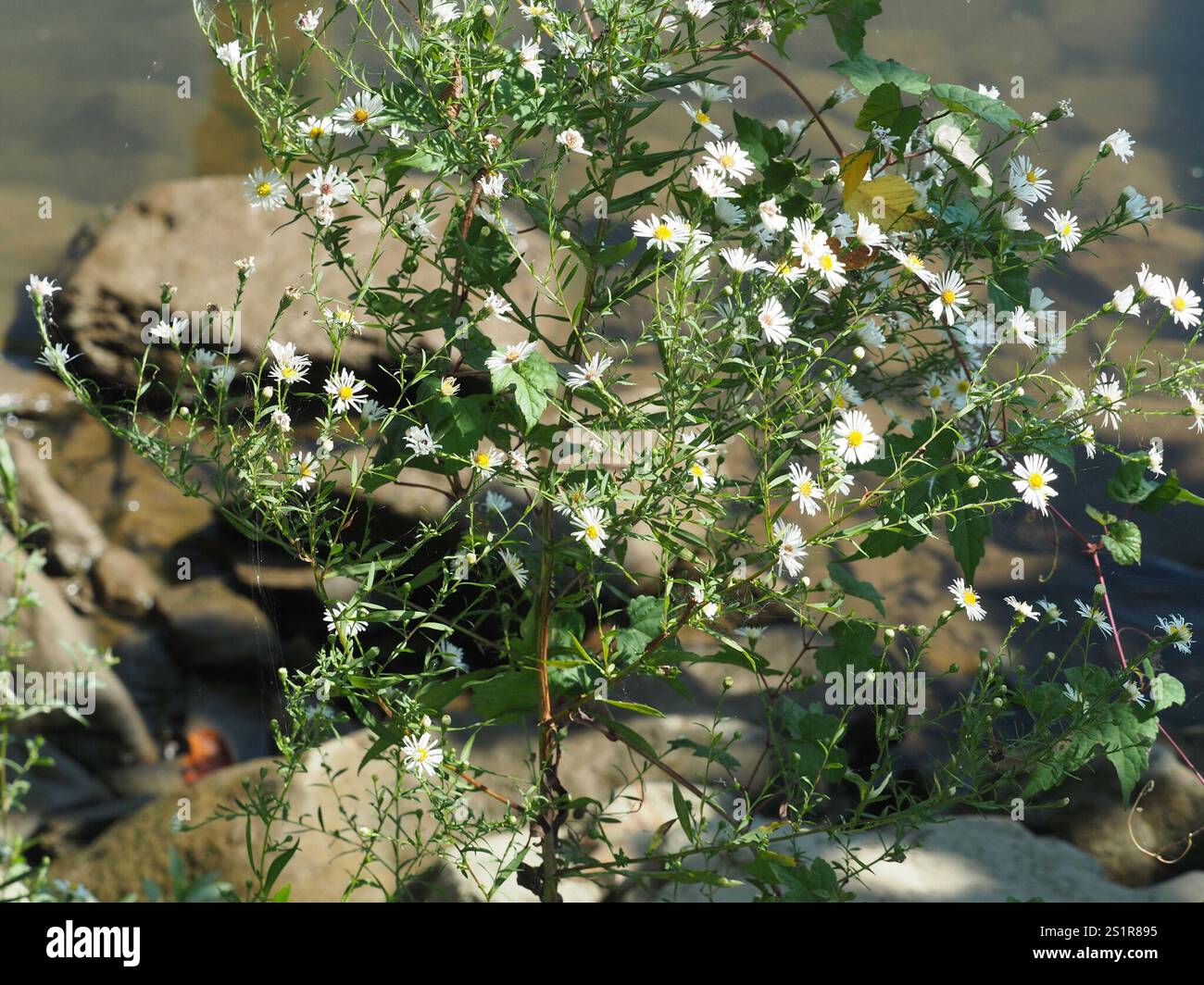 American asters (Symphyotrichum Stock Photo - Alamy